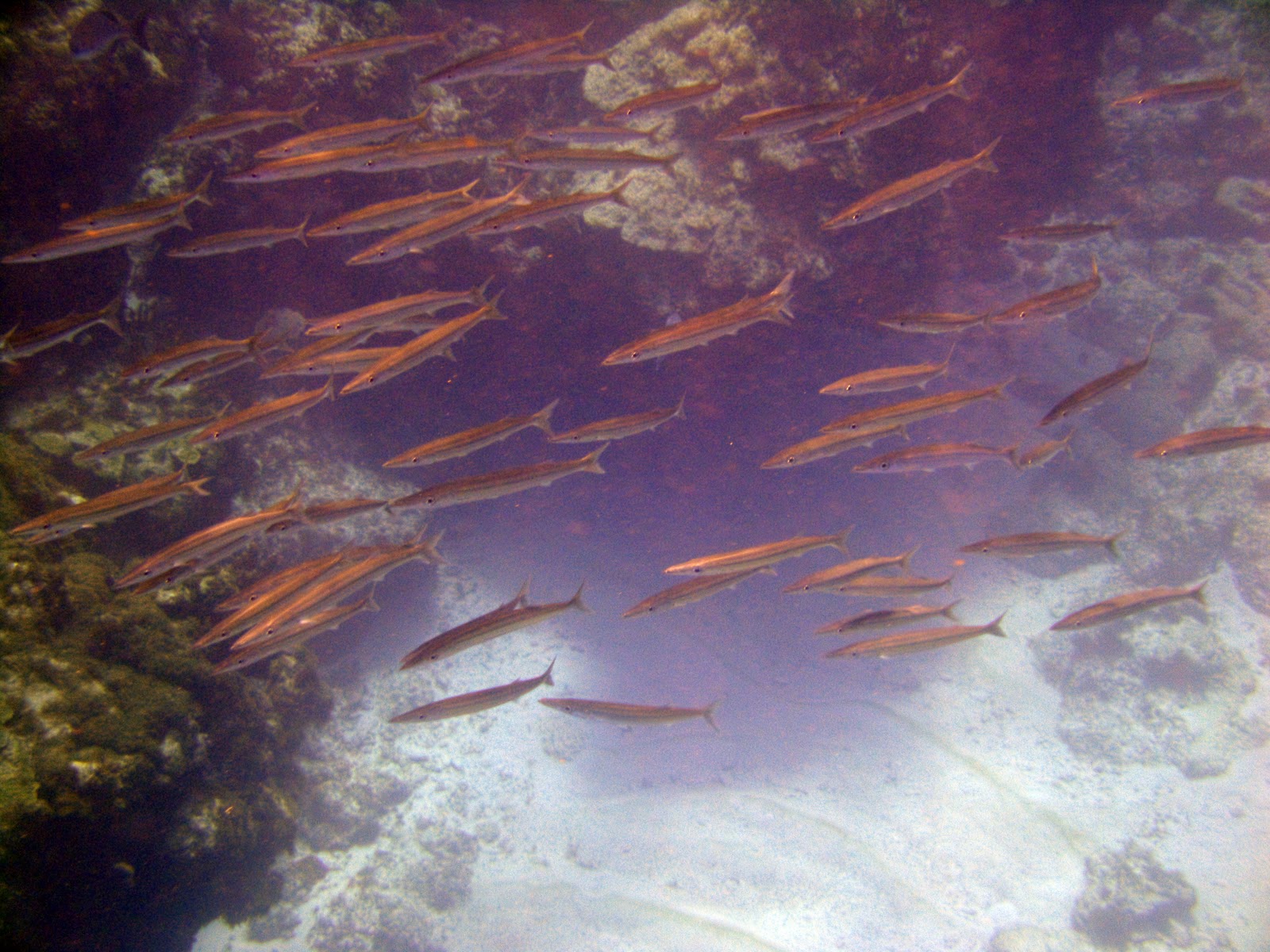 Marine Life of Puerto Rico: Fish Species
