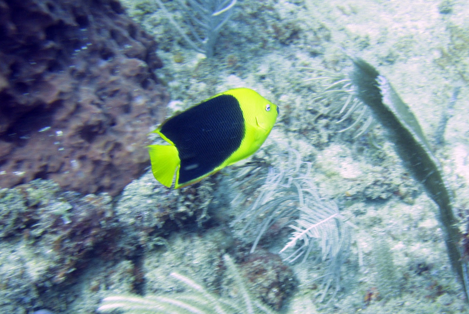 Marine Life of Puerto Rico: Fish Species