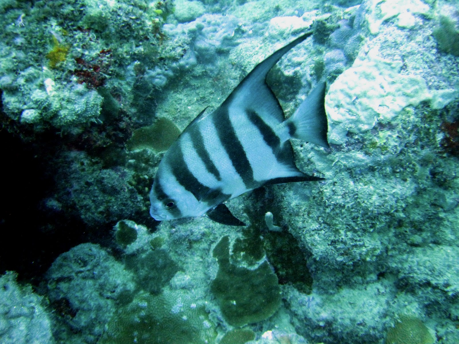 Marine Life of Puerto Rico: Fish Species