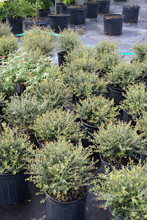 SIMS LANDSCAPE, CO (PHOTOS OF PLANTS): ILEX SHILLINGS