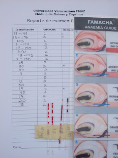 anatomia topografica: FAMACHA