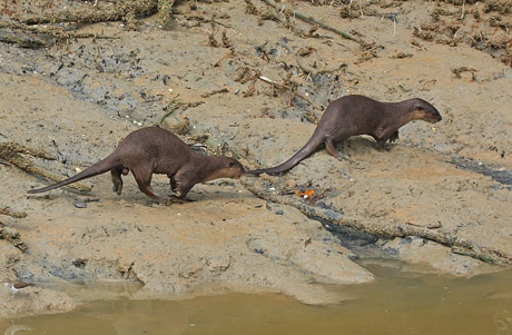 KAKCIK SEROJA: Antara Helang dan Memerang...