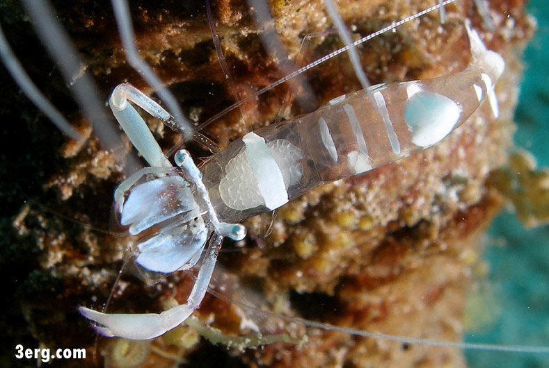 NaemShimano: Spesis udang paling jarang ditemui.