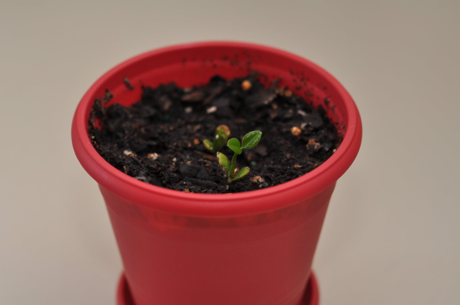 The Tillery Times: The Lemon Tree Challenge: Sprouting from Seeds