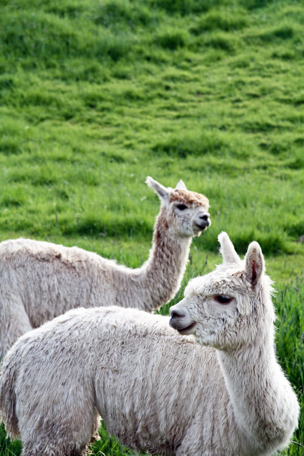 In the Fields : A Sea of Alpacas