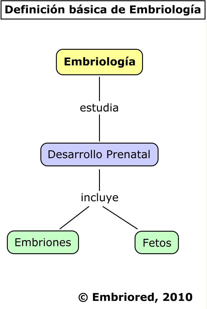 Embriored: Embriología y su Importancia