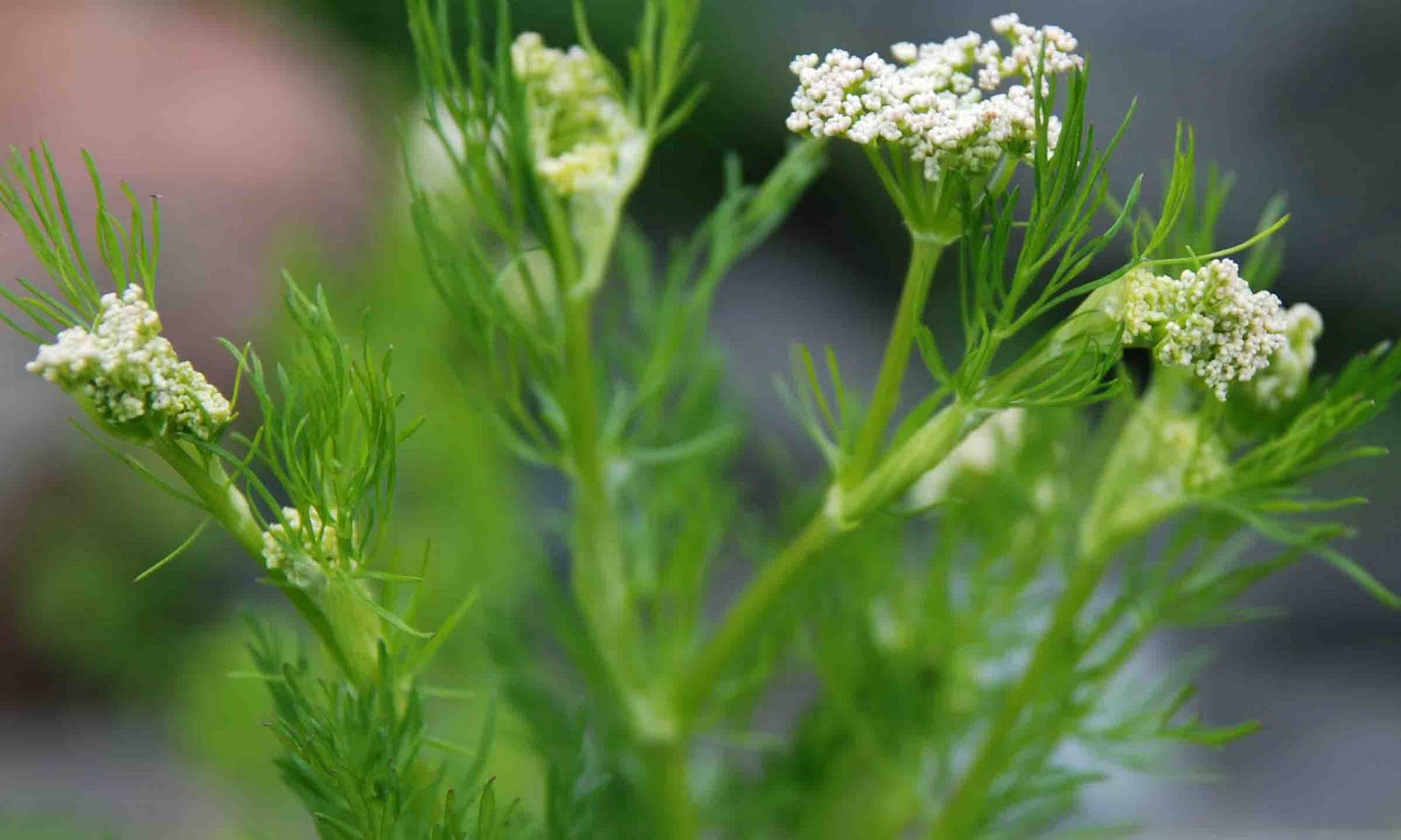 Fies notiser: Karveskatten