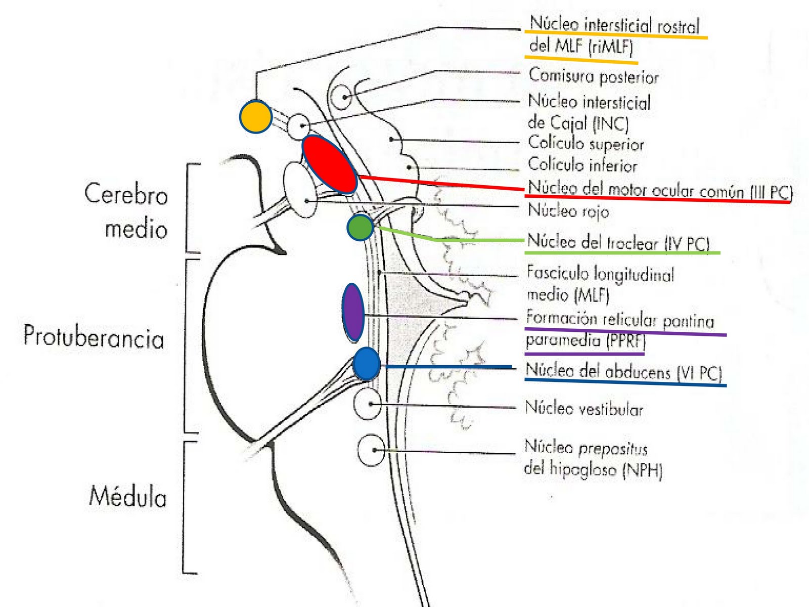 TM Oftalmología: Sistema Supranuclear