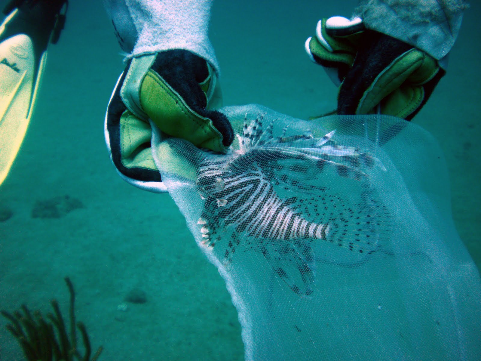 DIVING IN TAGANGA: Captura del pez leòn