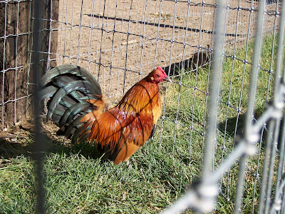 Hinck's Bantams: My Ginger Red Old English Trio