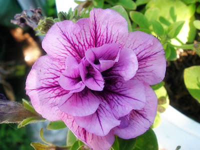 Backpacker Rose: Grandma Doris' Flowers