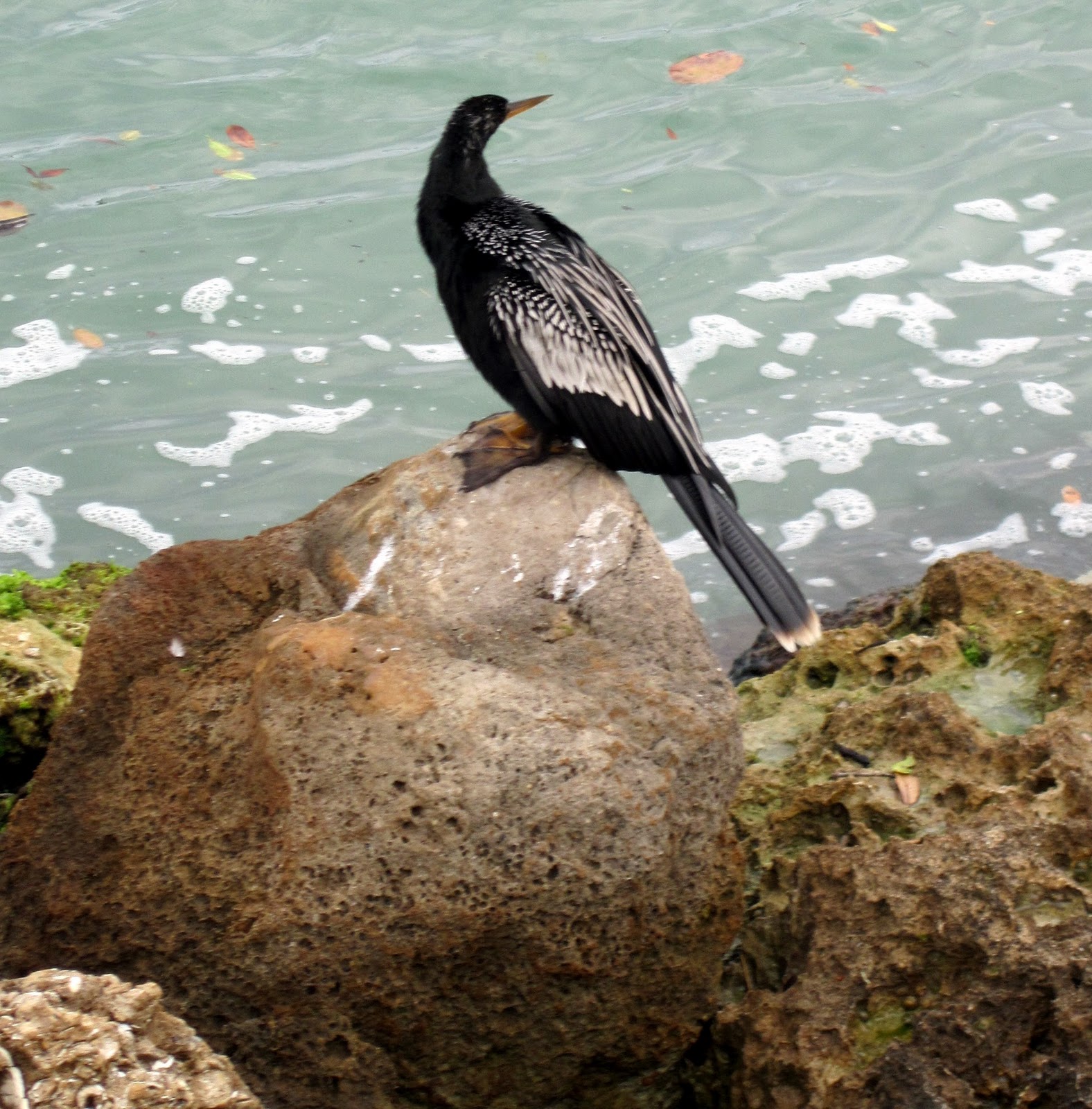 Hasty Pics: Birds of Venice Beach, Florida