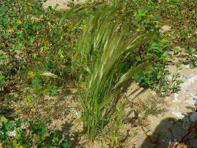 Common Plants of Qatar : Qatar Natural History Group | Qatar Visitor ...