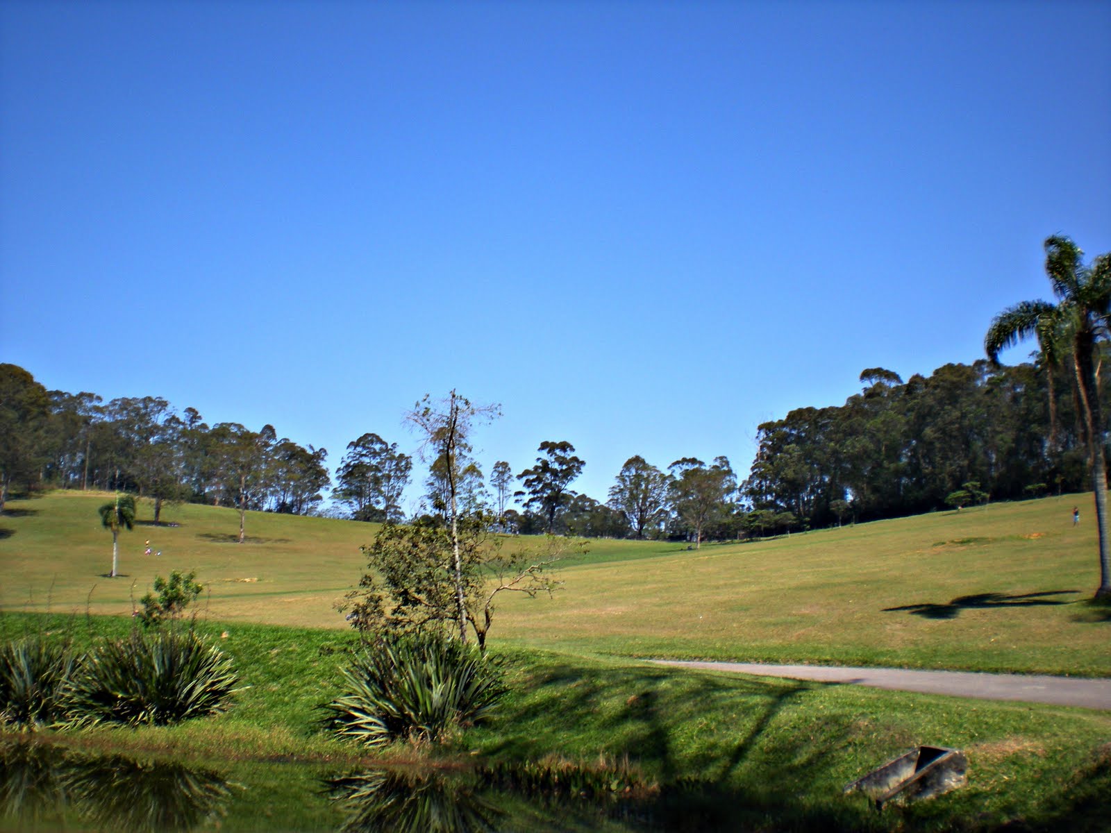 AlcBlog: ''Tem cerejeira aí?''( Parque do Carmo- SP- continuação...)