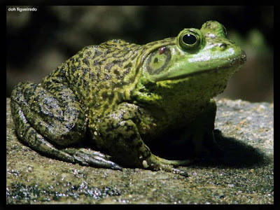 Siri Azul: RÃ TOURO