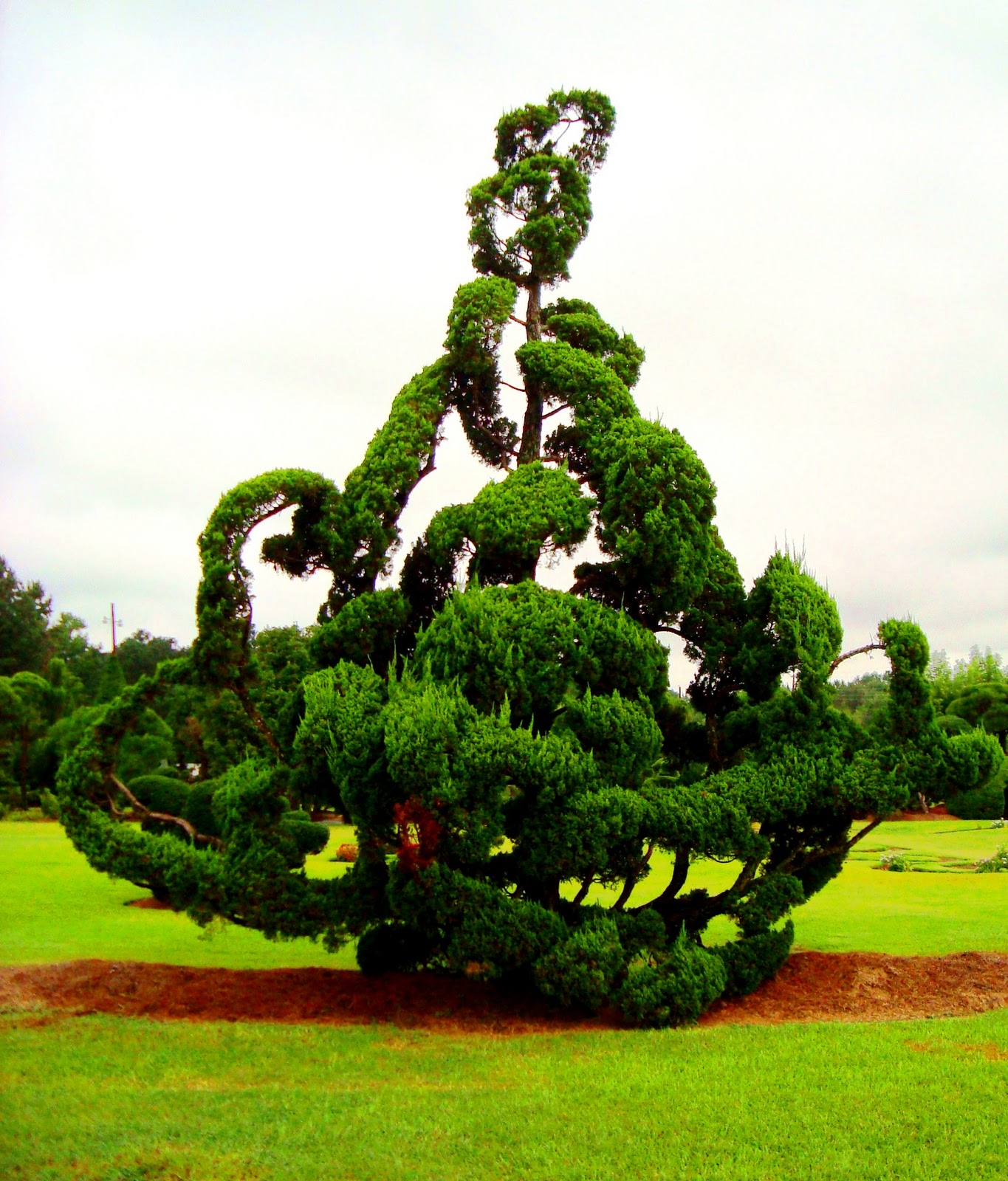 David Cobb Craig: The Chimerical Cultivations of Mr. Pearl Fryar