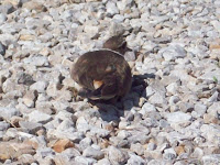 Paules Brown09: Kildare Birds