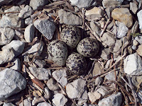 Paules Brown09: Kildare Birds