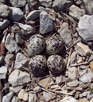 Paules Brown09: Kildare Birds