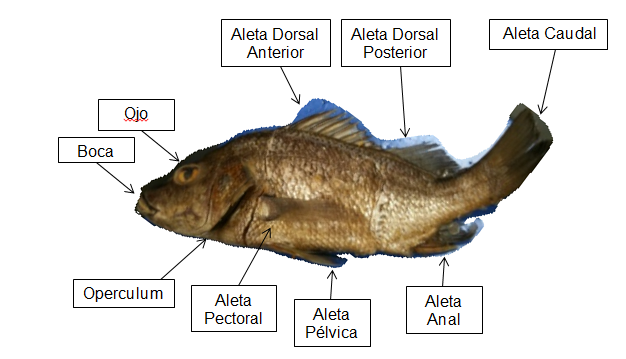 Disección del Perca Flavescens: Procedimiento