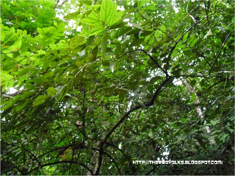 THEEGGYOLKS 蛋黃打点滴: The Mystical Myth : Sylph of Kuching