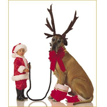 Renna - Una Renna in attesa della pensione