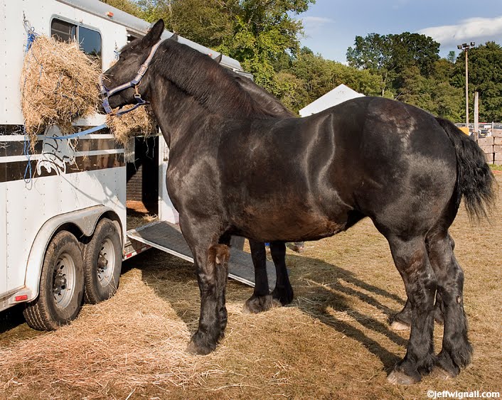 (The Occasional) Photo Tip of the Day: Beware the Six-Legged Horse