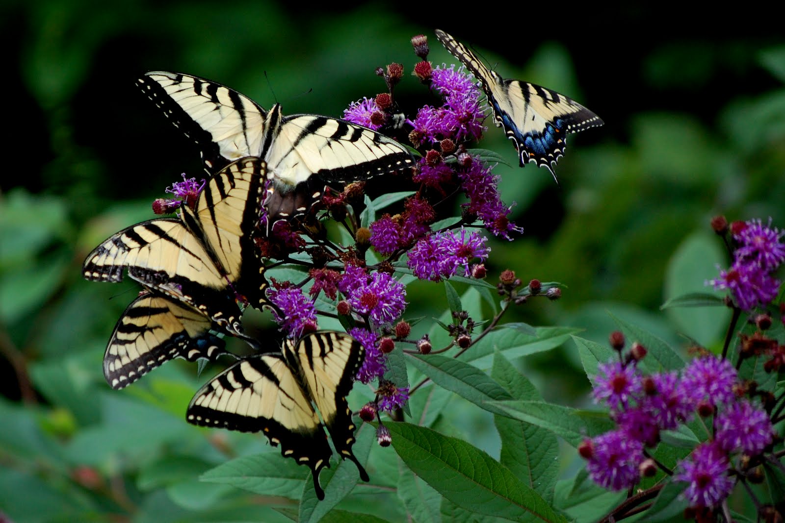 buterfly | Global English Club