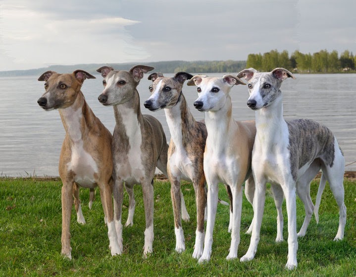 Team Kenzongos - latest news!: Whippets!
