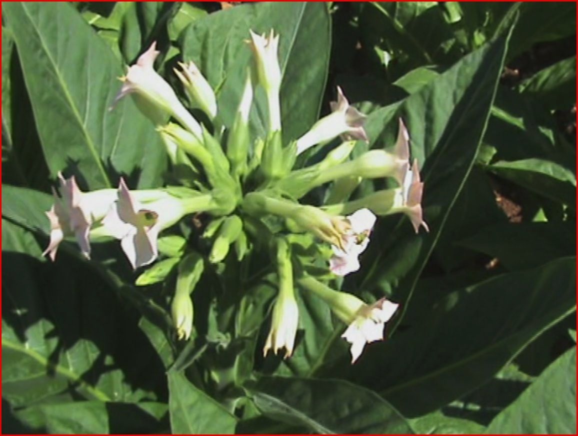 ΚΑΠΝΟΣ - ΨΥΧΟΛΟΓΙΑ, ΟΙΚΟΝΟΜΙΑ ΚΑΙ ΙΣΤΟΡΙΑ: ΚΑΛΛΙΕΡΓΕΙΑ ΚΑΠΝΟΥ