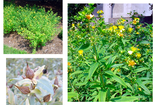 plant archive, la/hort 4910: Hypericum kalmianum 'Ames', Ames Kalm St ...