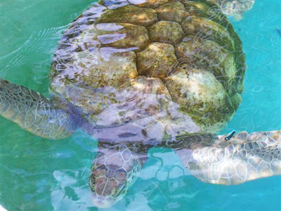 Georgia Peters Photography: Bermuda Wildlife August 2008