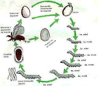 las maravillas de la naturaleza: La Metamorfosis de las mariposas