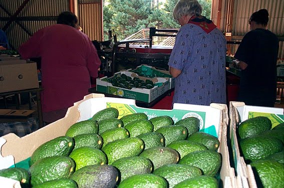Australian Tropical Foods: Shepard Avocado