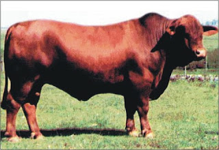 aetac: RAÇA RED BRANGUS