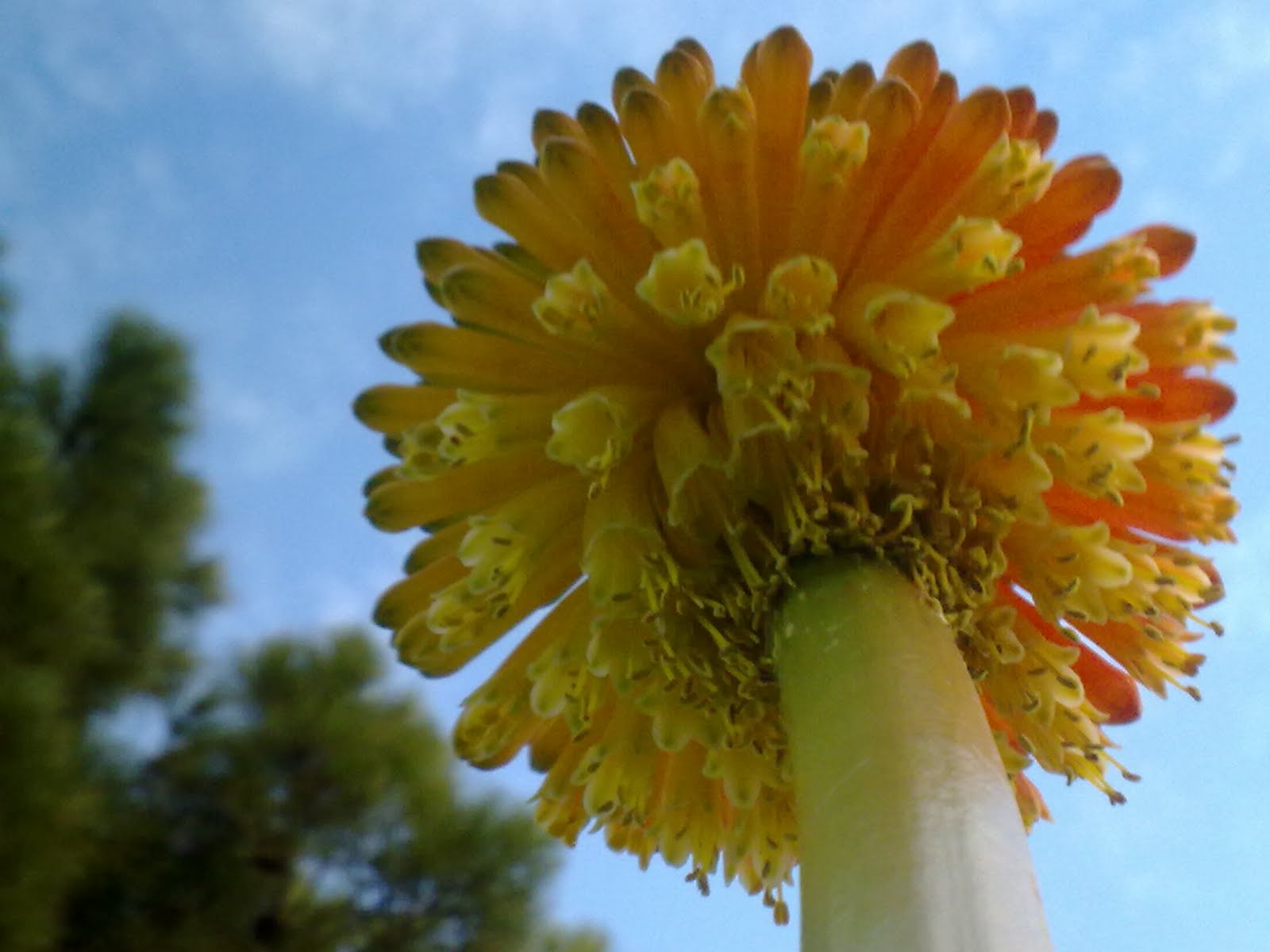 fotos de flores raras y bonitas