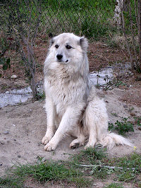 Amerstad: Bilder från Kurdistan