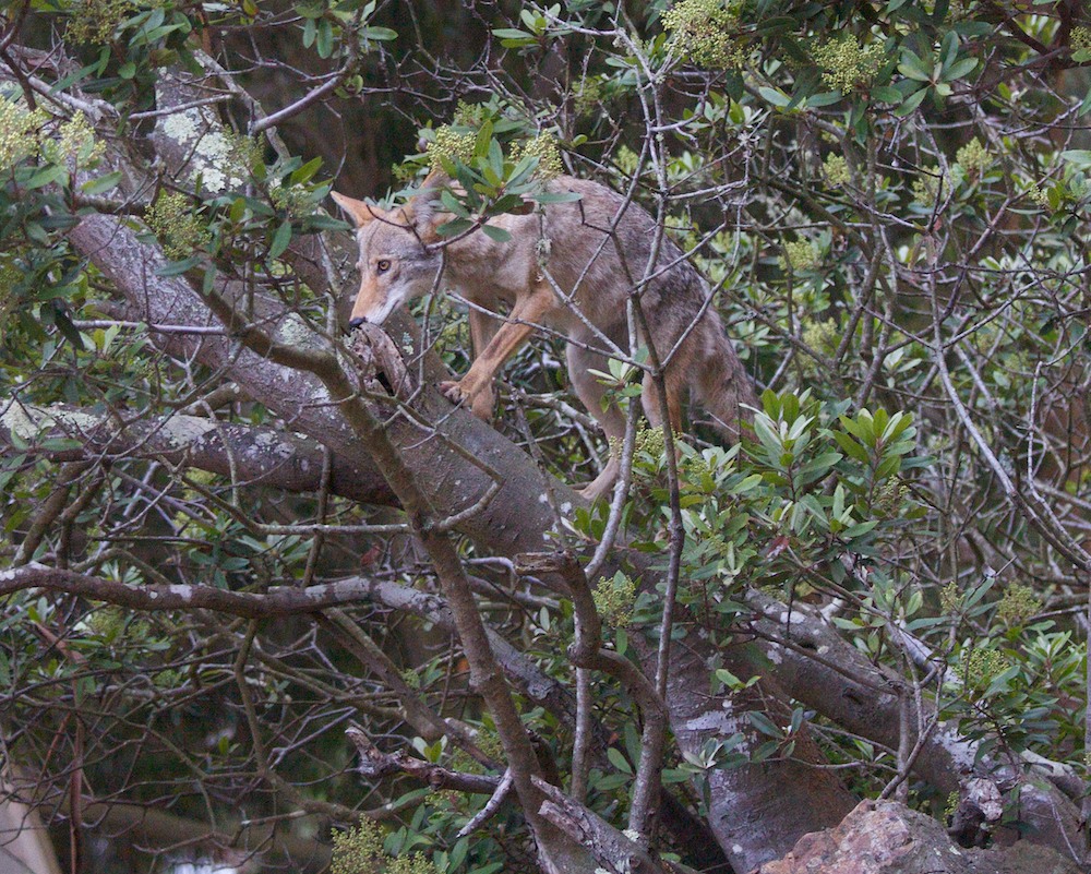 Wildlife in Focus: Coyote - TURFHUGGER