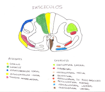 MORFOLOGIA DEL SISTEMA NERVIOSO: PRACTICA 5: "MEDULA ESPINAL II"