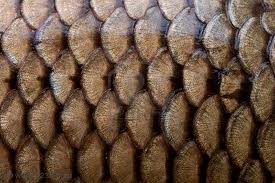 Lab. Naturel Bleu: Ventajas de las Escamas de Pescado