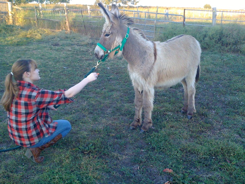 North Texas Blogger & Paulette's Comedy: A Donkey, Football and Sumo ...