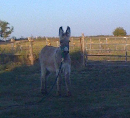 North Texas Blogger & Paulette's Comedy: A Donkey, Football and Sumo ...