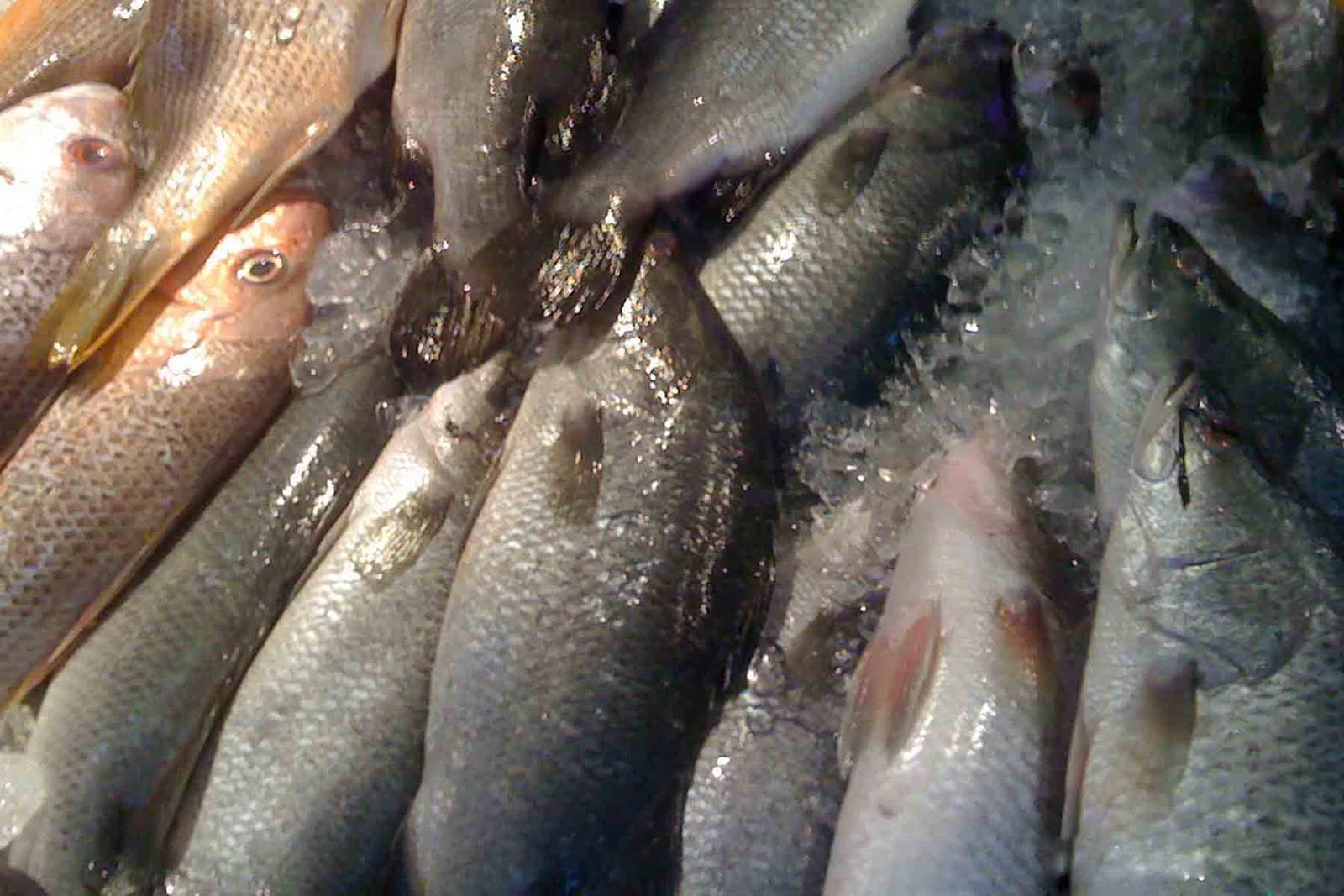 Ikan Segar Terengganu: Ikan Segar Dari Laut