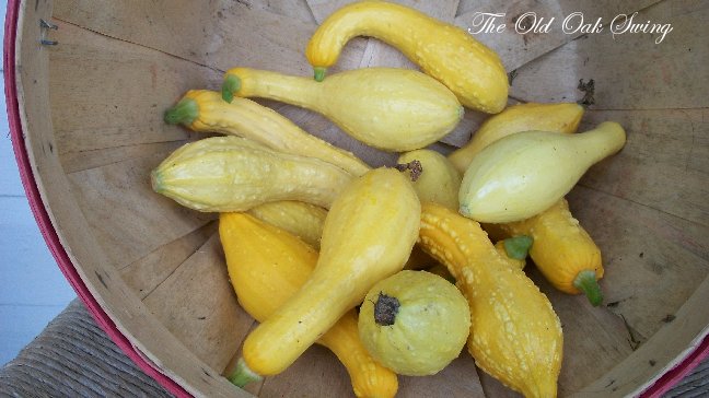 The Old Oak Swing: Preserving The Harvest - Freezing Yellow Summer Squash