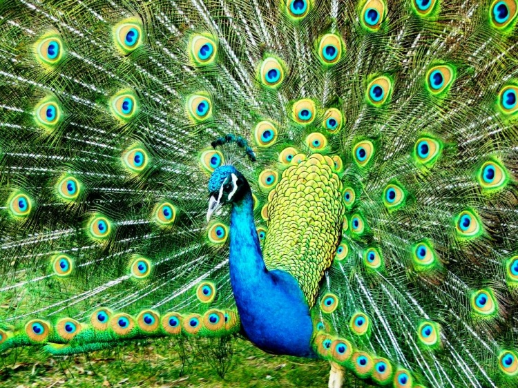 oBlogdasLoucas: Pavão