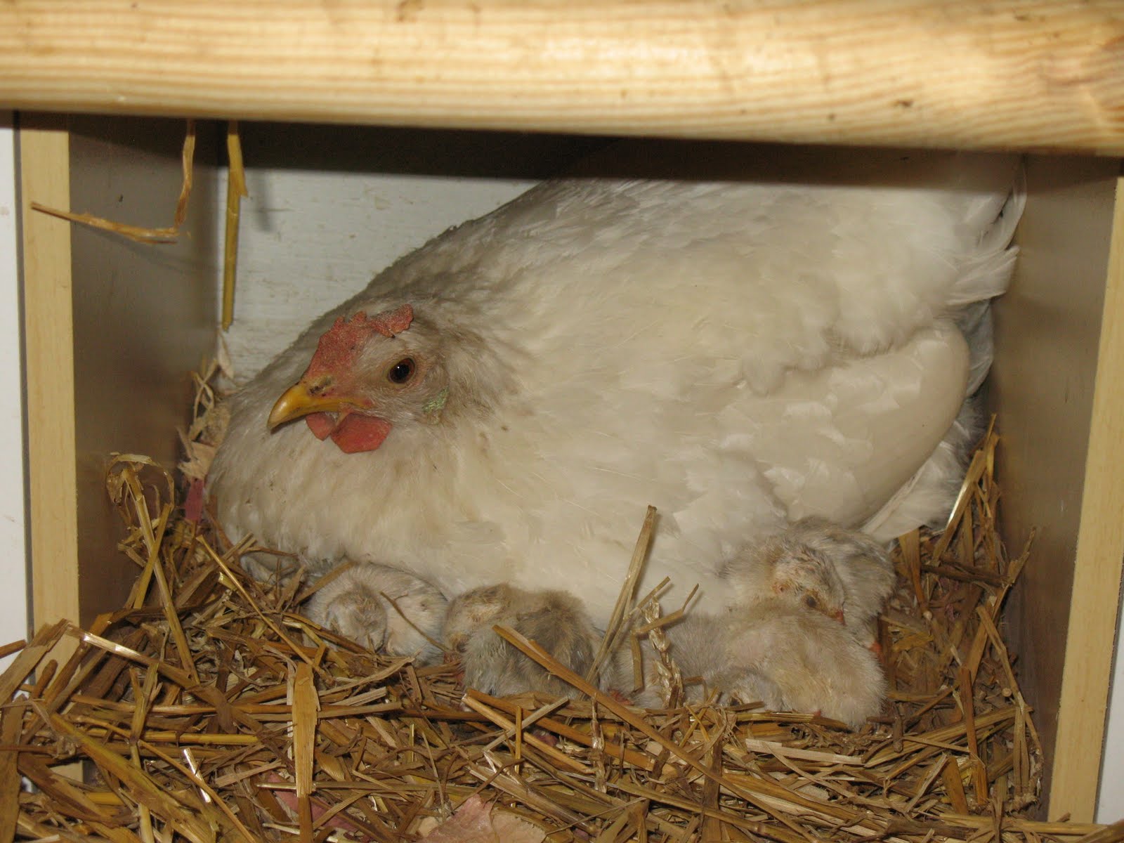 Razzberry Corner: Nine Guinea Keets!