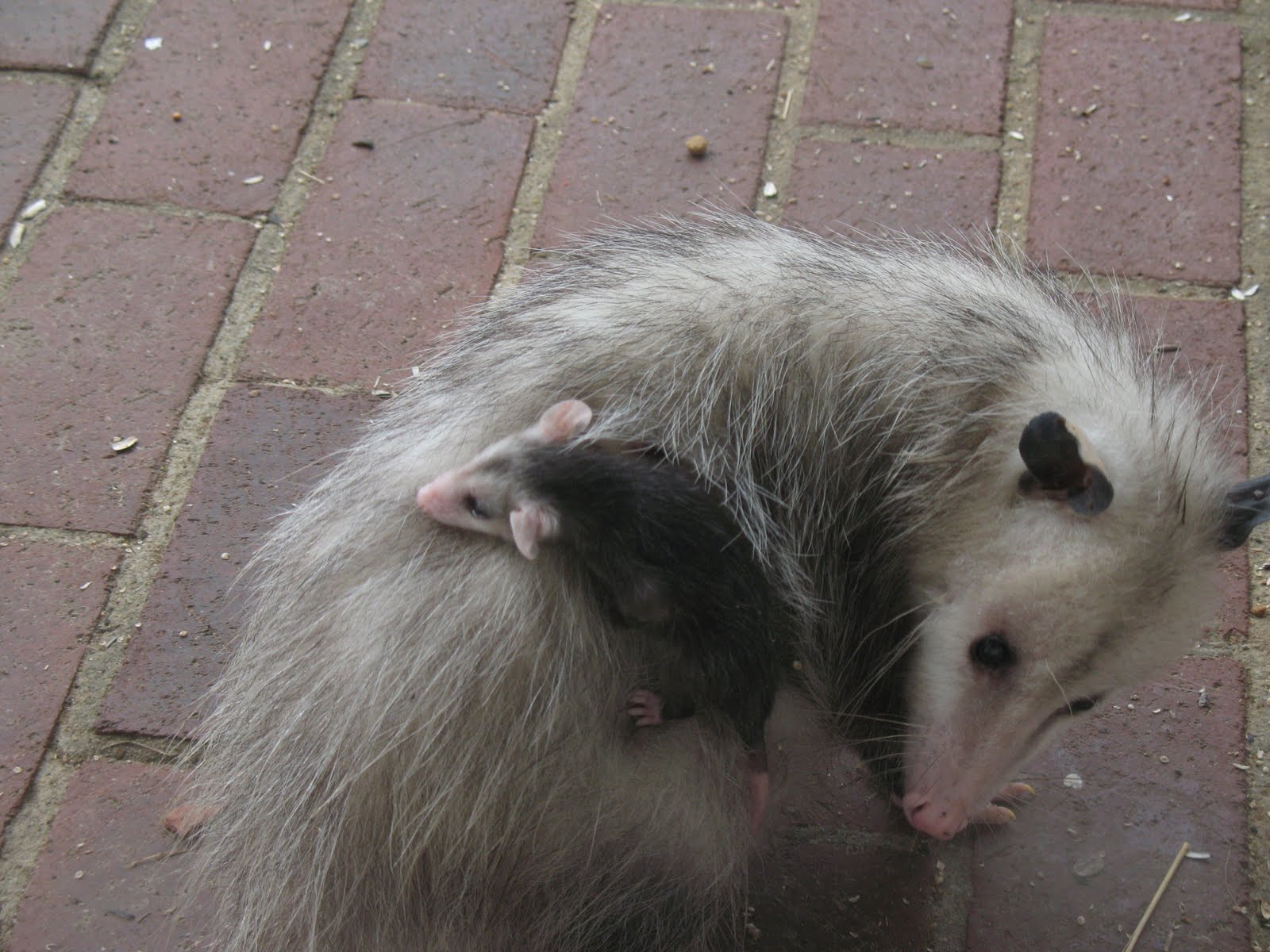 Razzberry Corner: Baby Opossum