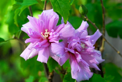 Burke's Garden: Purple and Pink Althea - Double Bloom
