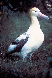 Reino Animália: Ave-Albatroz(Ameaçado de extinção)