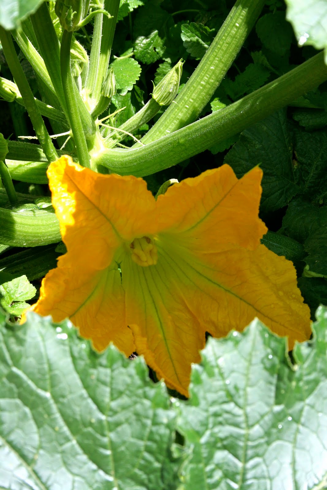 The Polished Pebble: Vegetable Garden Ideas